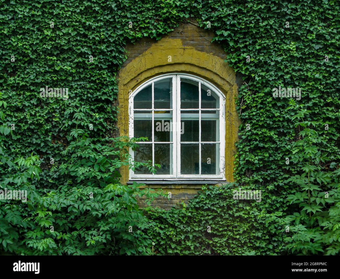 Altes haus mit efeu und schönen garten -Fotos und -Bildmaterial in ...