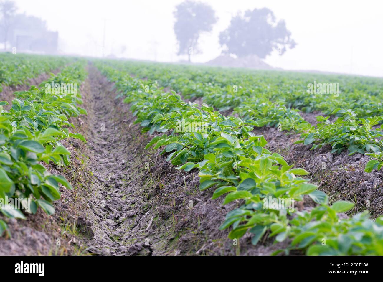 Gesunde junge Kartoffelpflanze in einem Bio-Garten, Junge ...