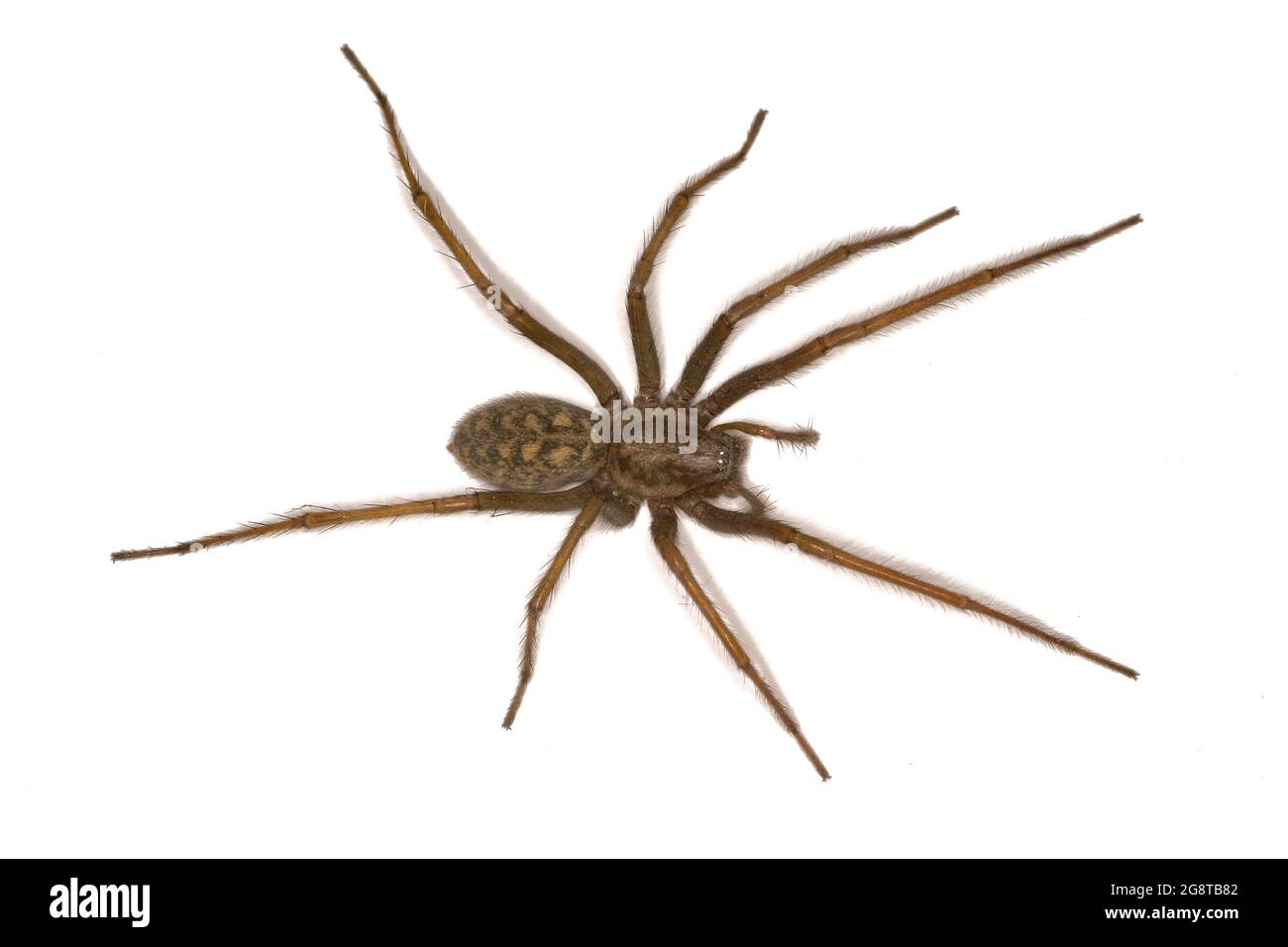 Riesige europäische Hausspinne, riesige Hausspinne, größere Hausspinne ...