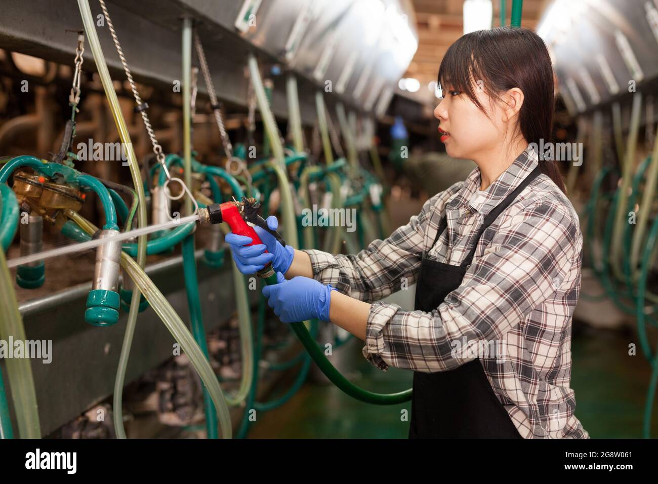Melkerin im kuhstall -Fotos und -Bildmaterial in hoher Auflösung – Alamy