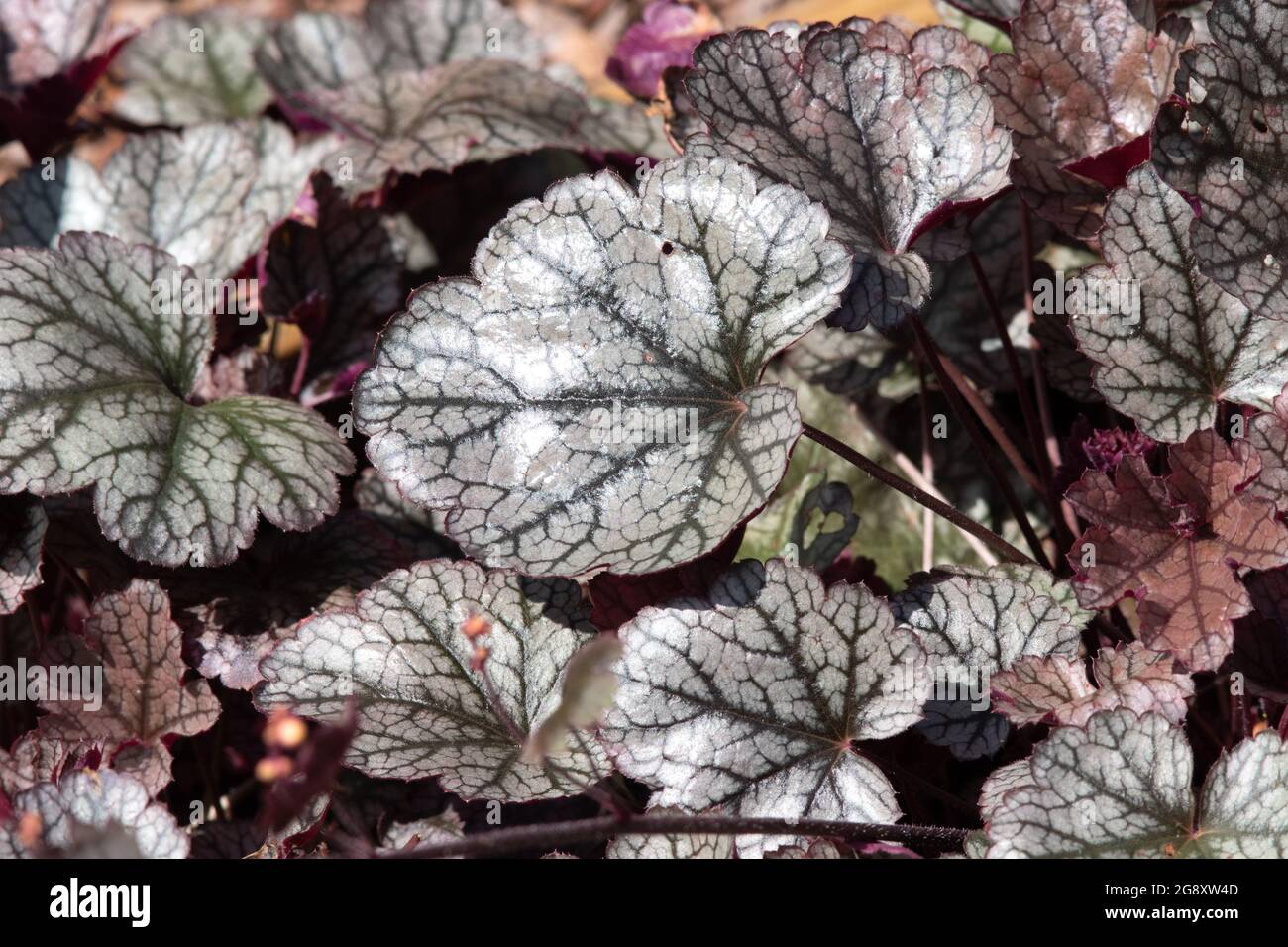 Silver foliage plant -Fotos und -Bildmaterial in hoher Auflösung – Alamy