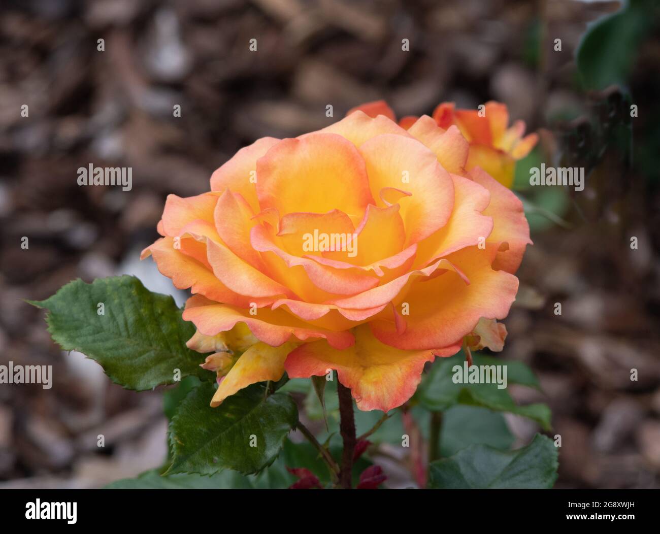 Geburtstag mit rose -Fotos und -Bildmaterial in hoher Auflösung – Alamy