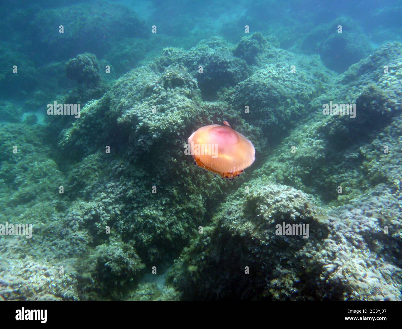 Wirbellose tiere am mittel meer -Fotos und -Bildmaterial in hoher ...
