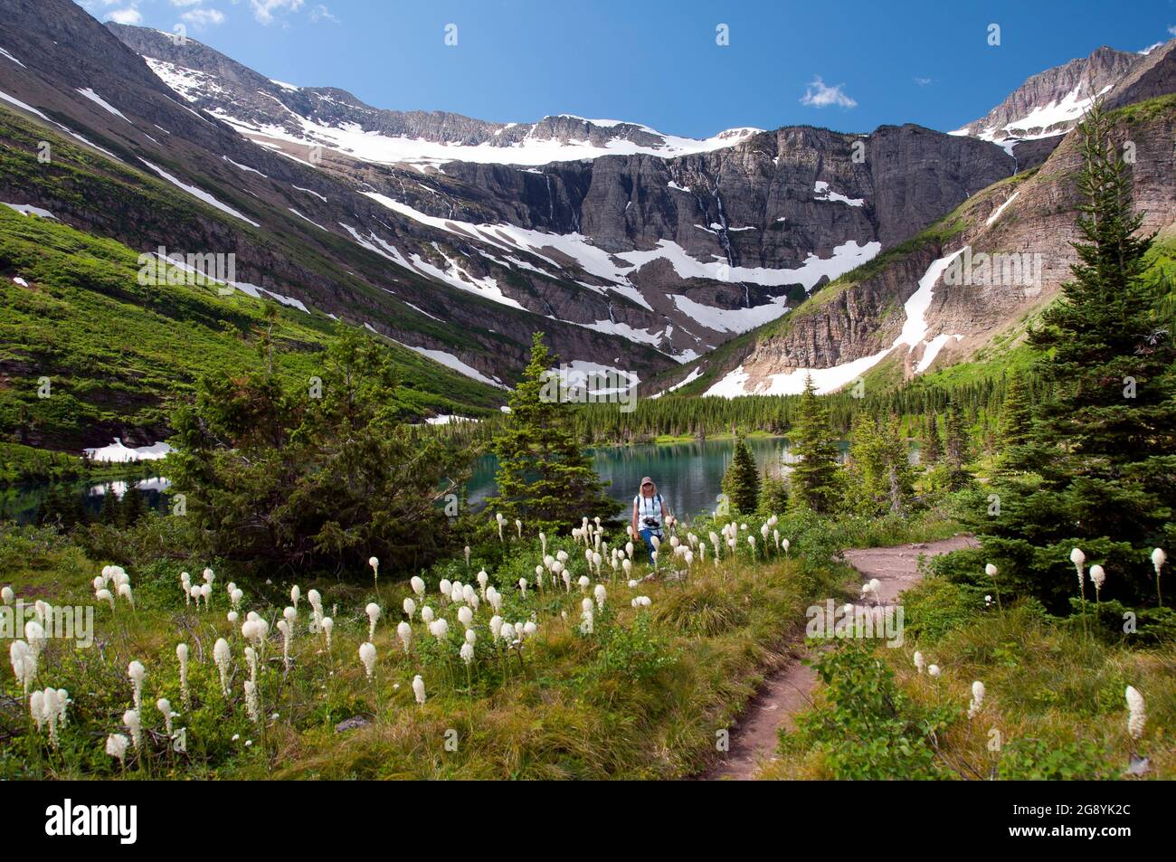 Bullhead Lake, Swiftcurrent Valley, blühendes Bärengrasfeld ...