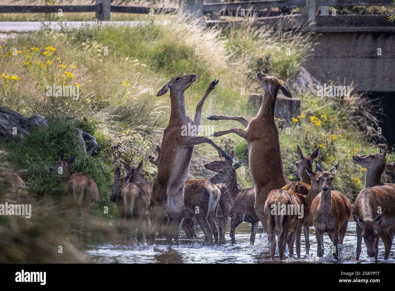 630 rotwild -Fotos und -Bildmaterial in hoher Auflösung – Alamy
