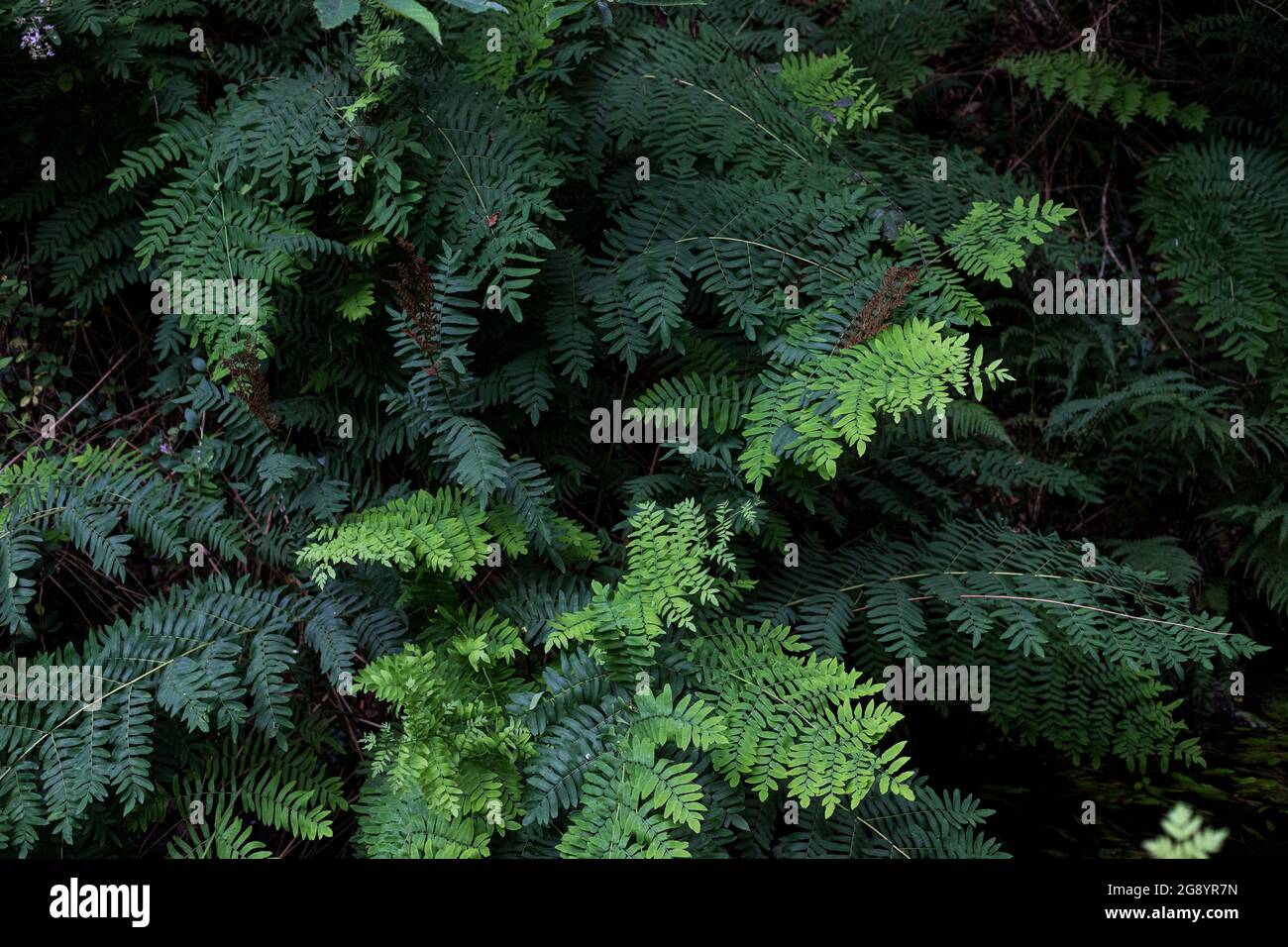 Farnartige pflanzen -Fotos und -Bildmaterial in hoher Auflösung – Alamy