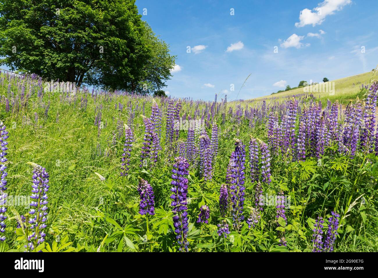 Purple Lupin Stockfotos und -bilder Kaufen - Alamy