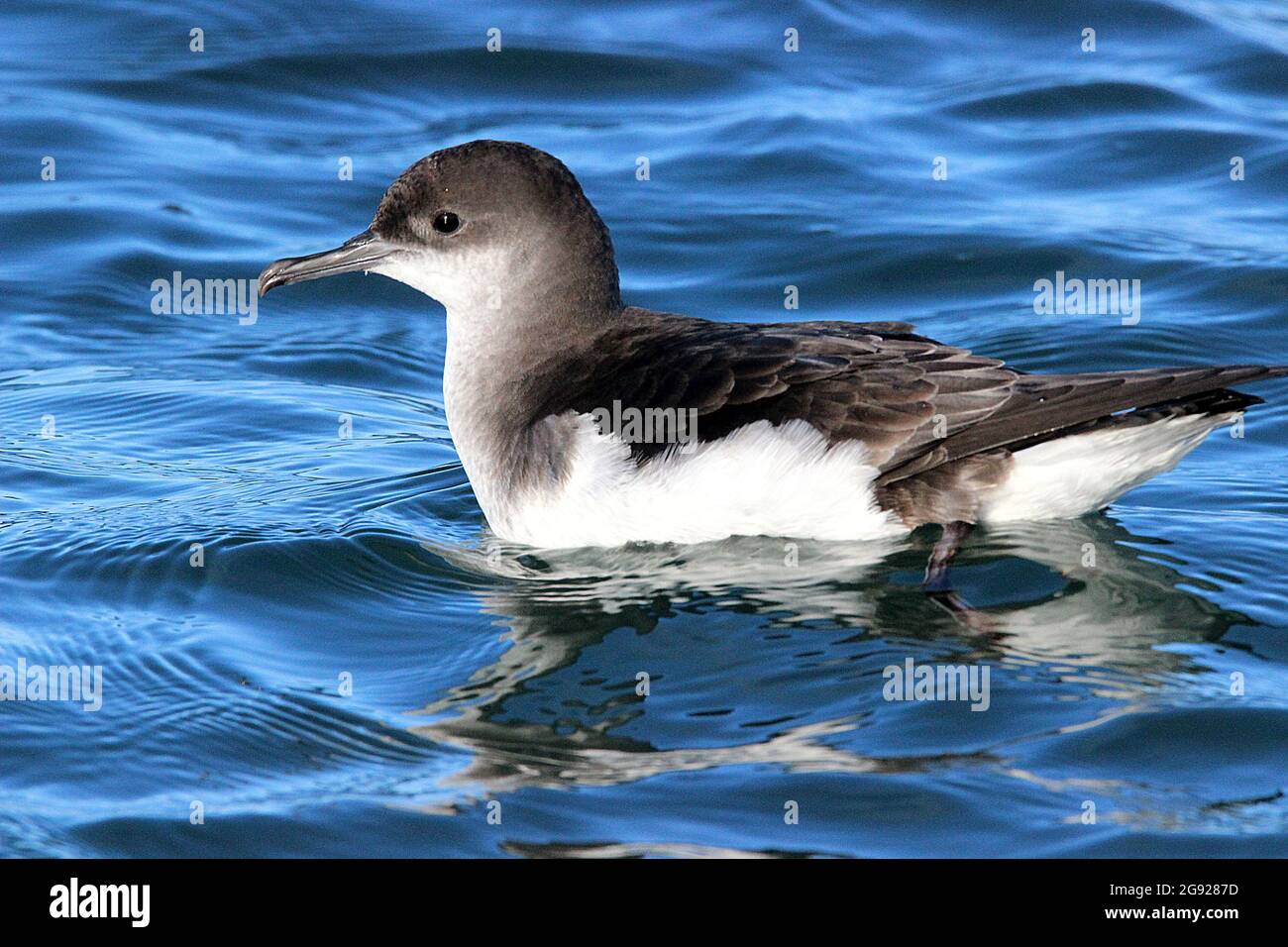 Puffinus gavia -Fotos und -Bildmaterial in hoher Auflösung – Alamy