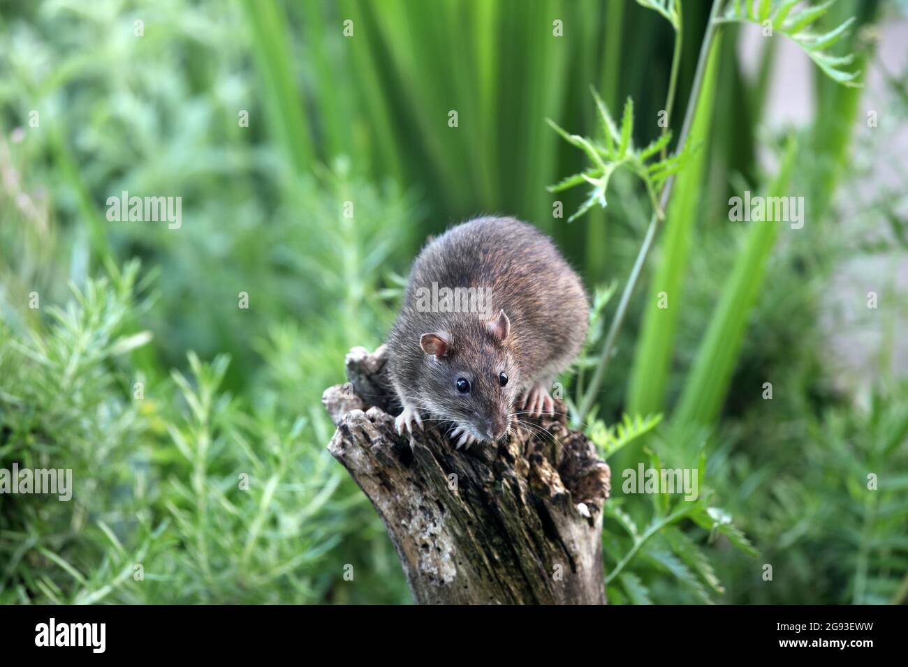 Cheeky animal -Fotos und -Bildmaterial in hoher Auflösung – Alamy