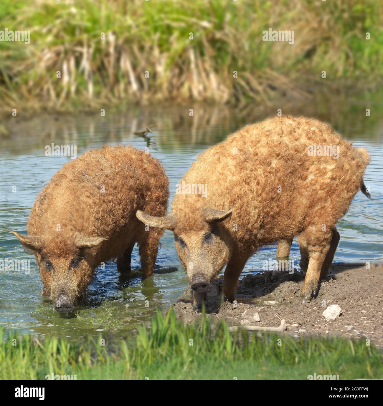 Schwein quadrat -Fotos und -Bildmaterial in hoher Auflösung – Alamy