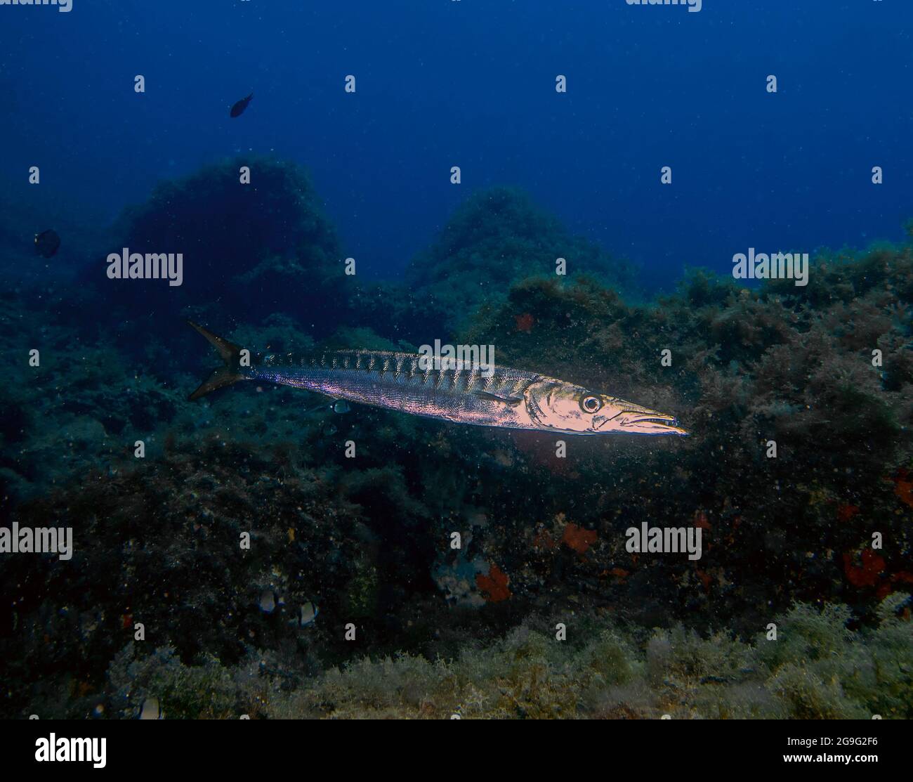 Sphyraena viridensis -Fotos und -Bildmaterial in hoher Auflösung – Alamy