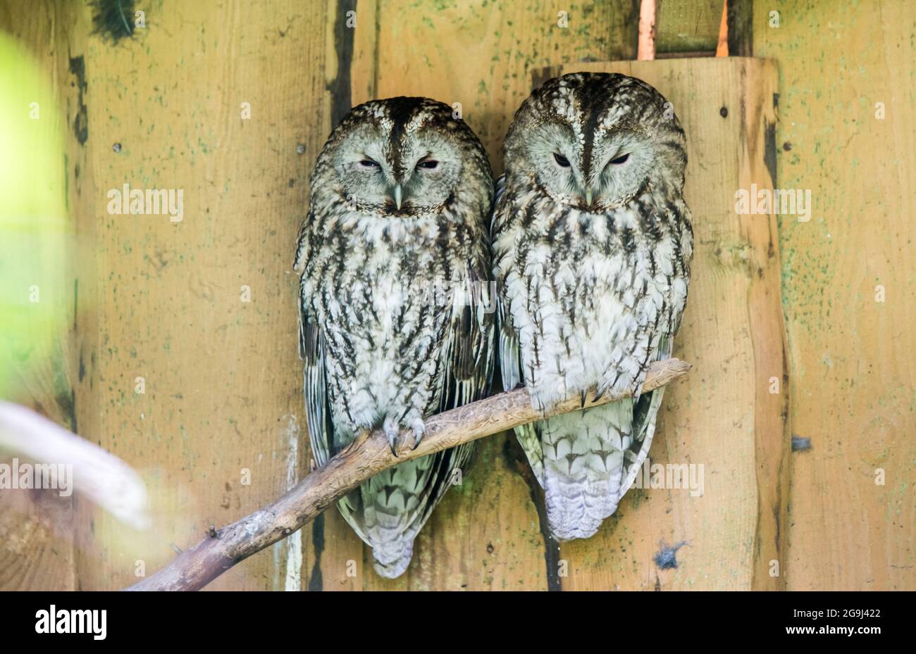 Tolle graue eulen -Fotos und -Bildmaterial in hoher Auflösung – Alamy