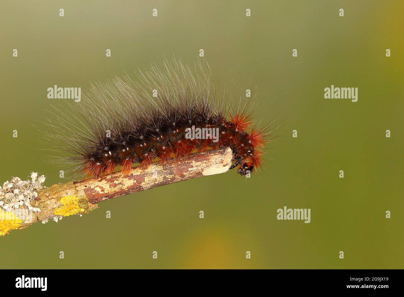 Garten tiger mottenlarve -Fotos und -Bildmaterial in hoher Auflösung ...