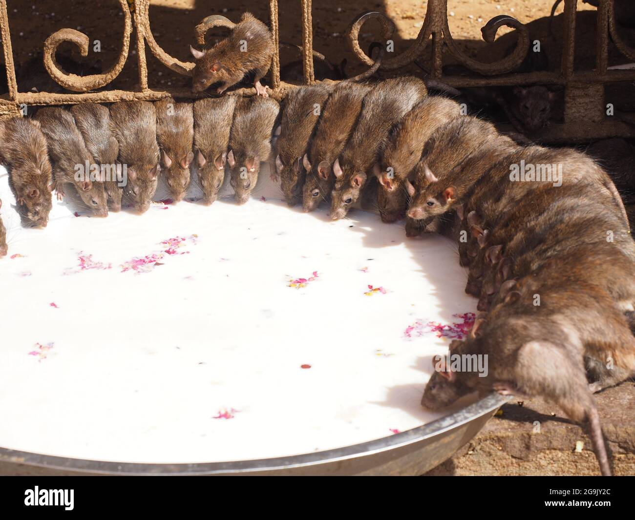 Rattentempel im karni mata tempel -Fotos und -Bildmaterial in hoher ...