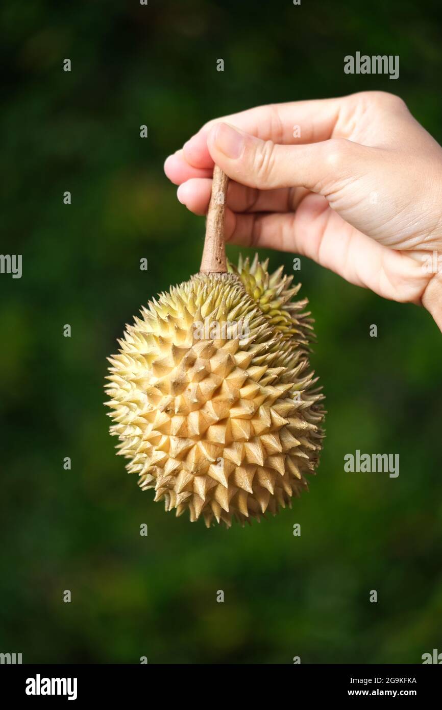 Durian essen -Fotos und -Bildmaterial in hoher Auflösung – Alamy