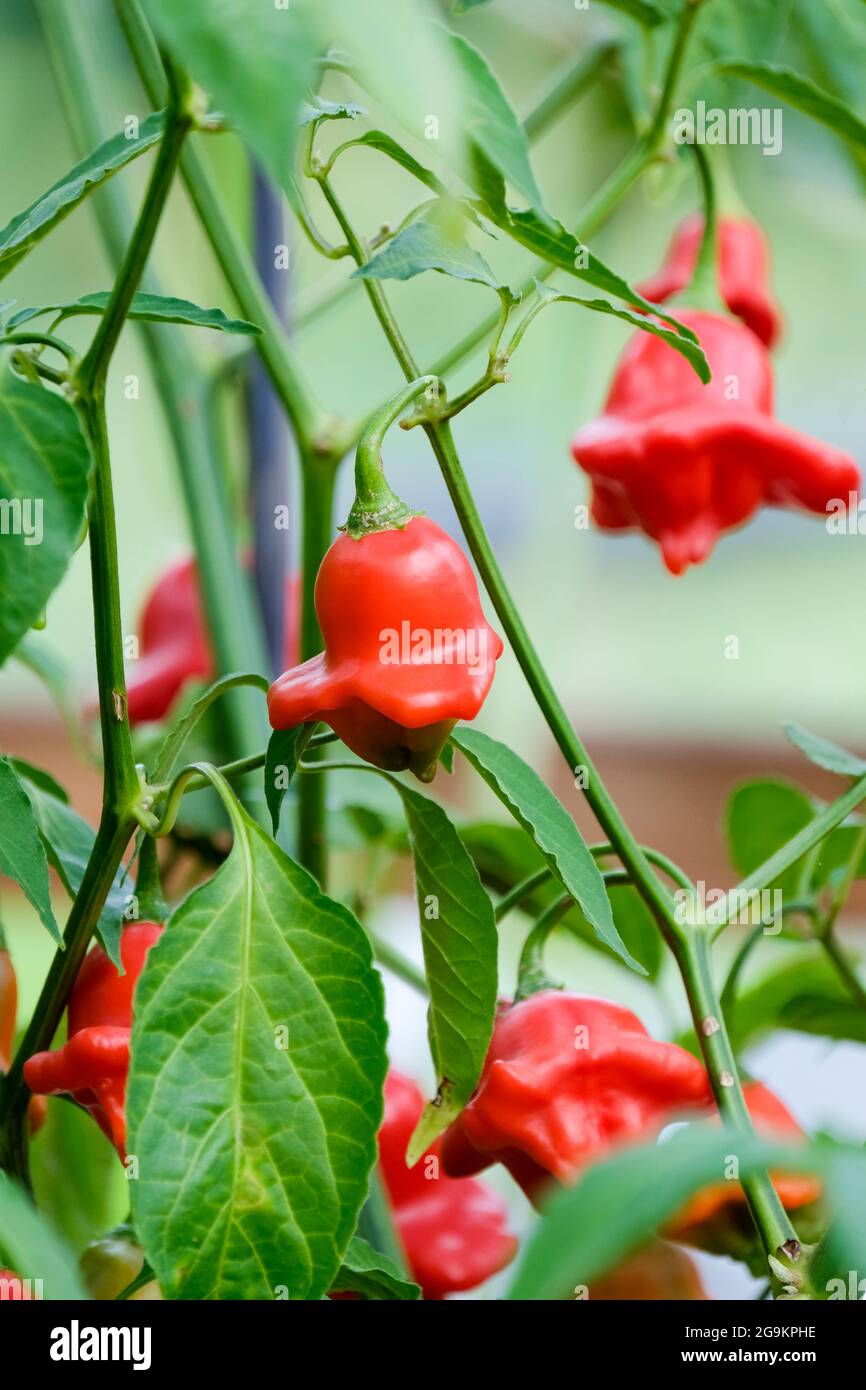Capsicum baccatum christmas bell pepper -Fotos und -Bildmaterial in ...