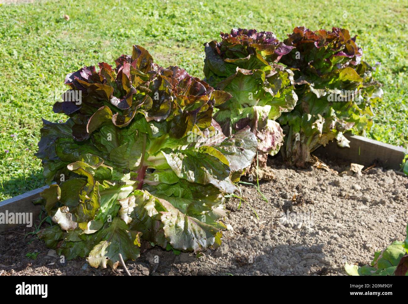 Salat batavia -Fotos und -Bildmaterial in hoher Auflösung – Alamy
