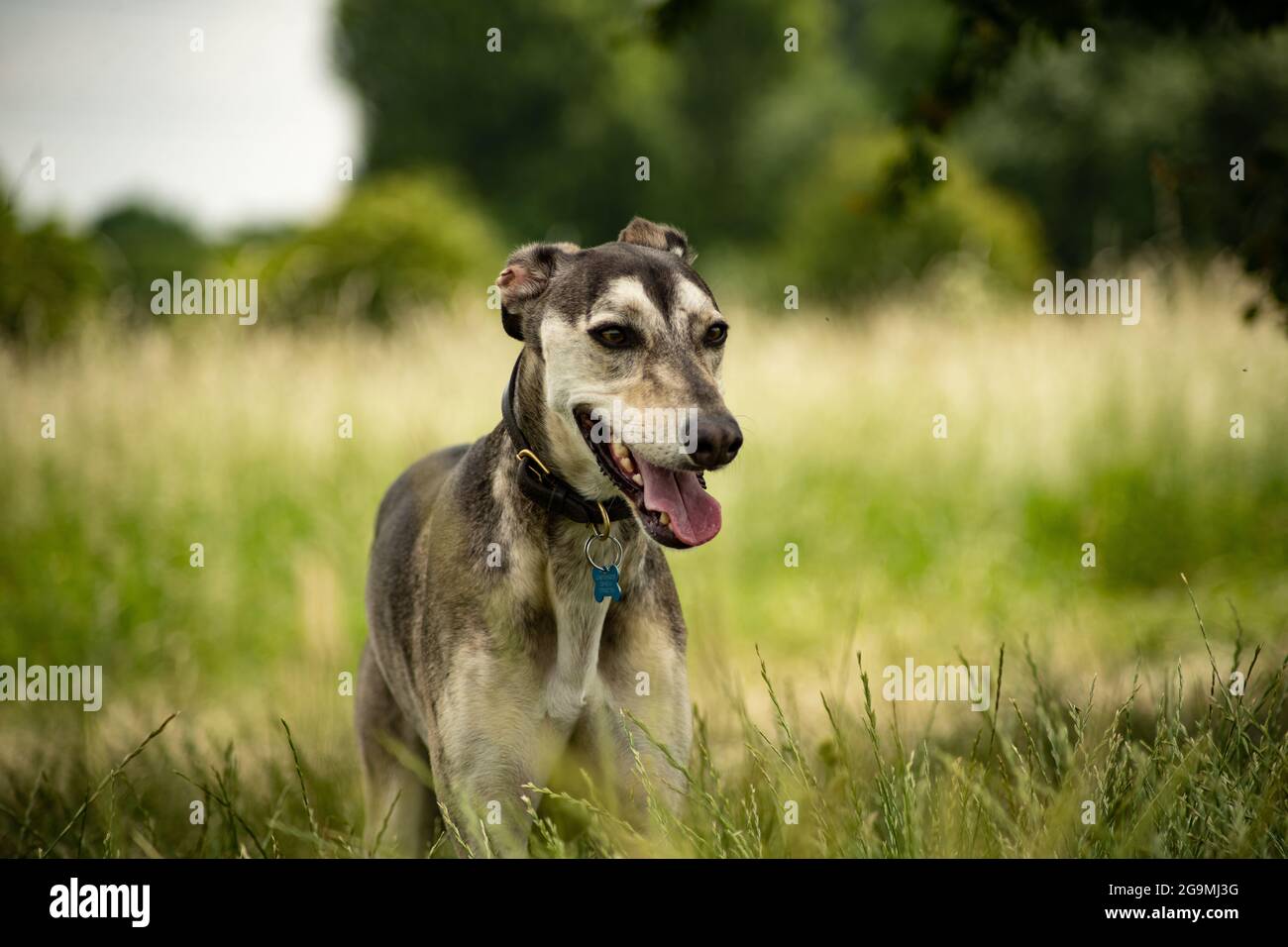 Saluki windhund -Fotos und -Bildmaterial in hoher Auflösung – Alamy