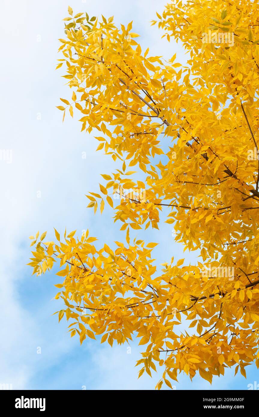 Esche fraxinus verzweigt sich herbst -Fotos und -Bildmaterial in hoher ...