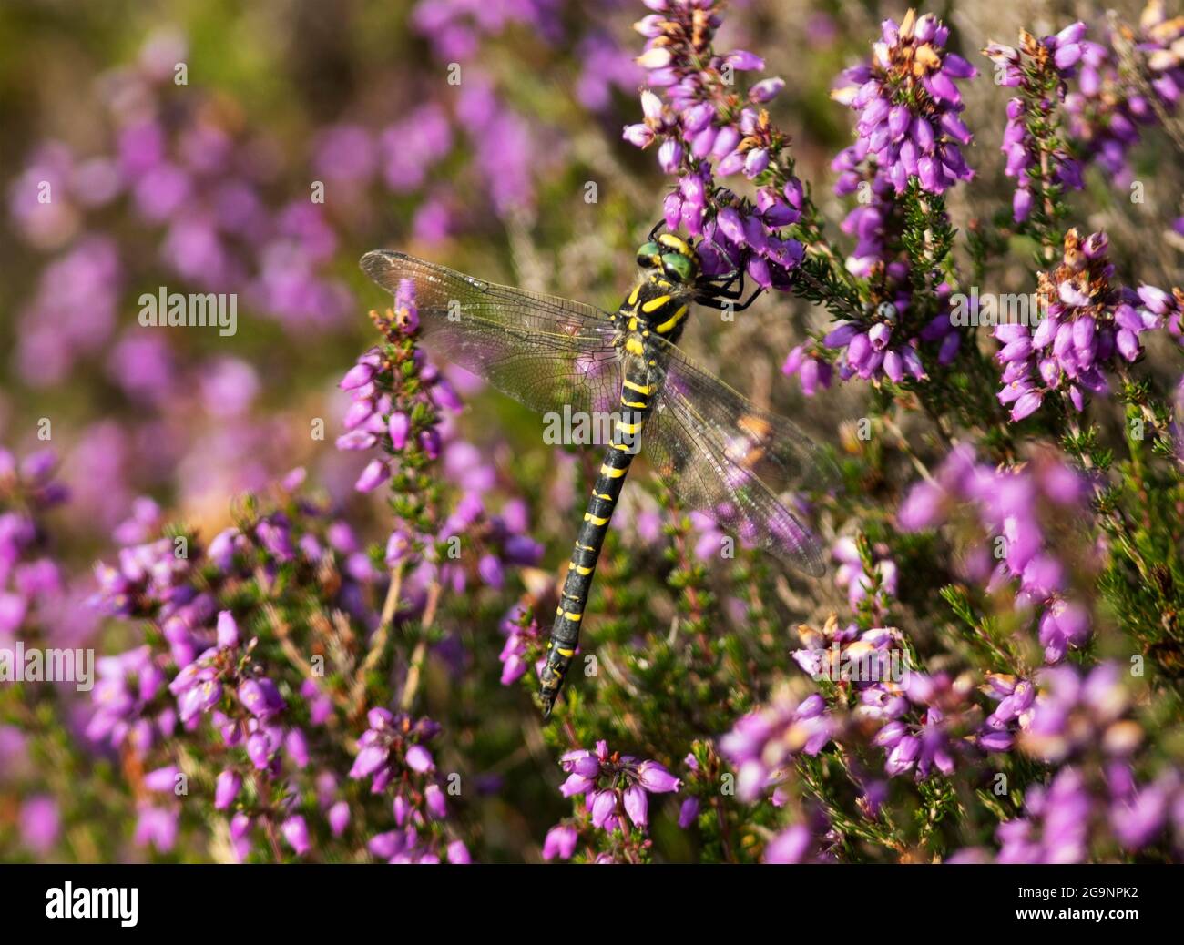 Die Golden-Ringed-Fliege, eine große und beeindruckende Fliege, hat ... Die Golden-Ringed-Fliege, eine große und beeindruckende Fliege, hat ...