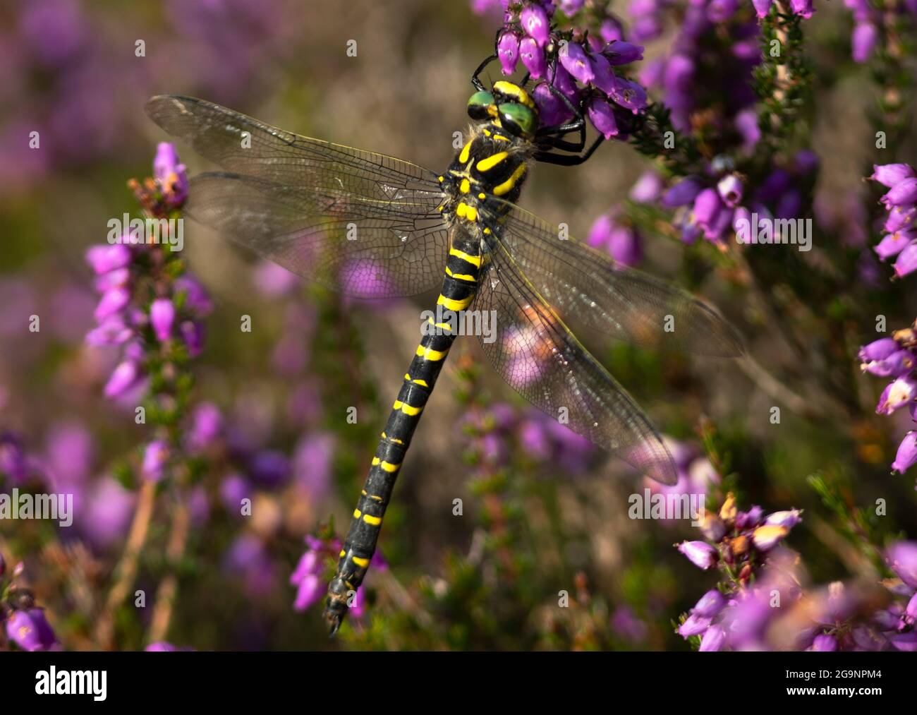 Die Golden-Ringed-Fliege, eine große und beeindruckende Fliege, hat ... Die Golden-Ringed-Fliege, eine große und beeindruckende Fliege, hat ...