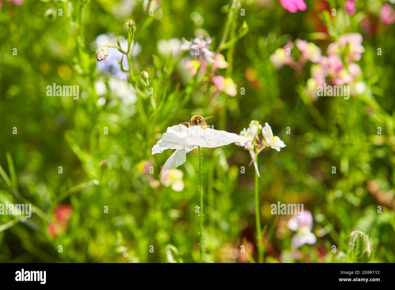 Shirley mohn wiese -Fotos und -Bildmaterial in hoher Auflösung – Alamy