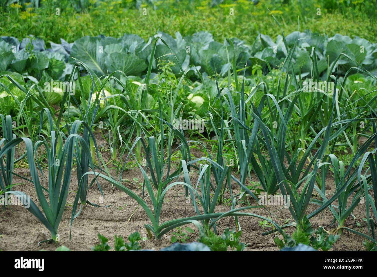 Lauch wachsender garten -Fotos und -Bildmaterial in hoher Auflösung – Alamy