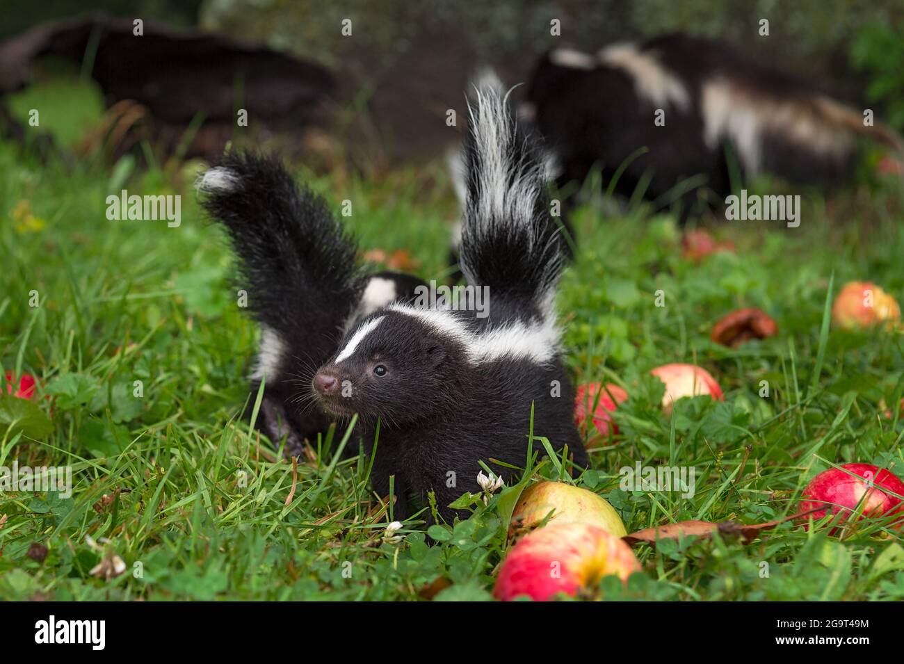 Skunk Tail Stockfotos und -bilder Kaufen - Alamy