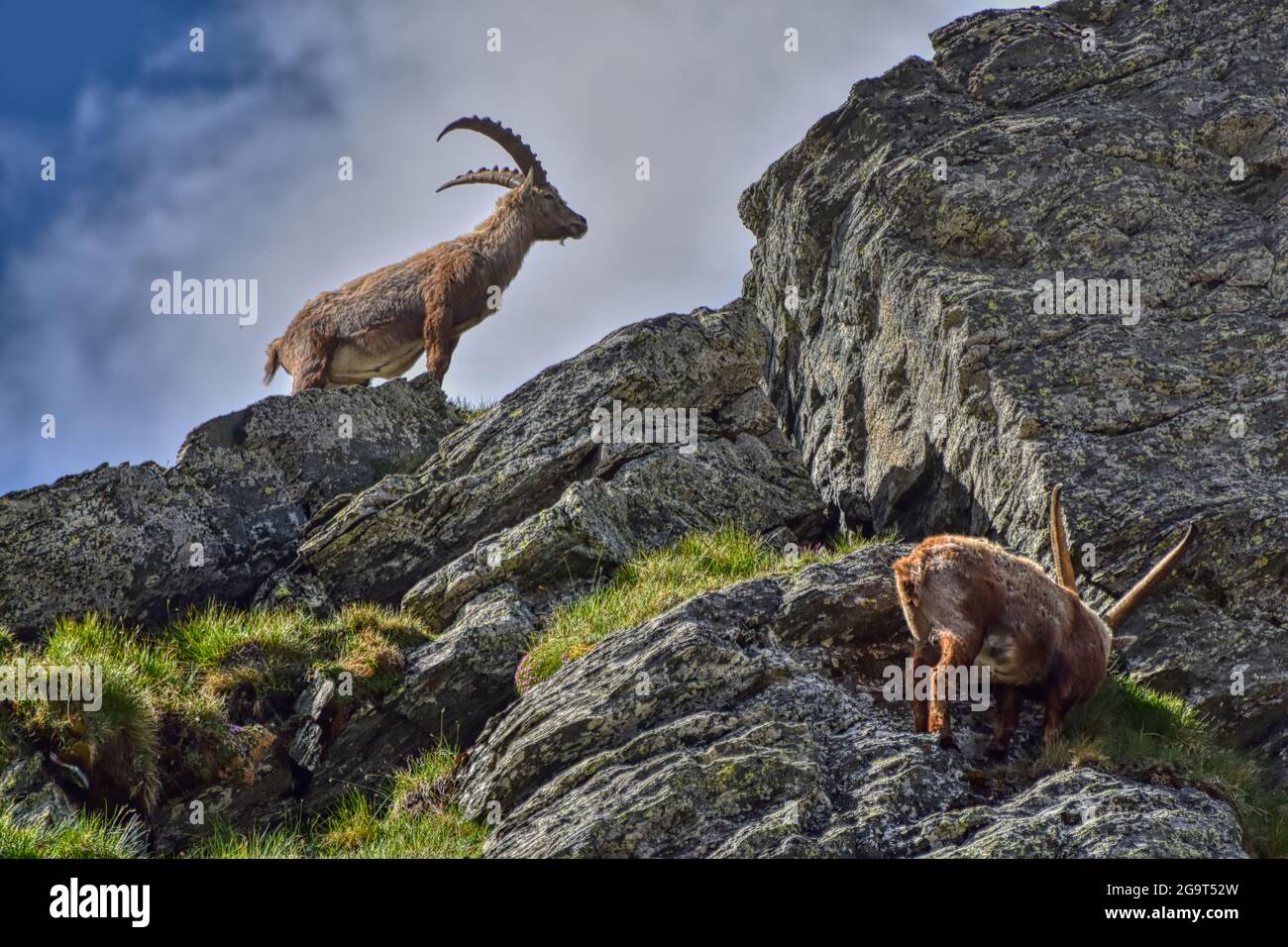 Steinbock, Steinböcke, Alpensteinbock, Ziege, Ziegenart, Alpen, Nationalpark, Hohe Tauern ...