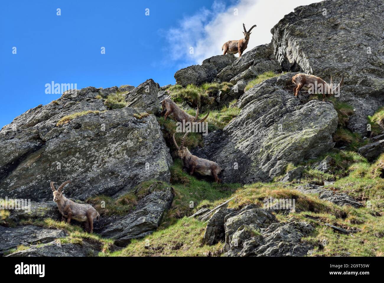 Steinbock, Steinböcke, Alpensteinbock, Ziege, Ziegenart, Alpen, Nationalpark, Hohe Tauern ...