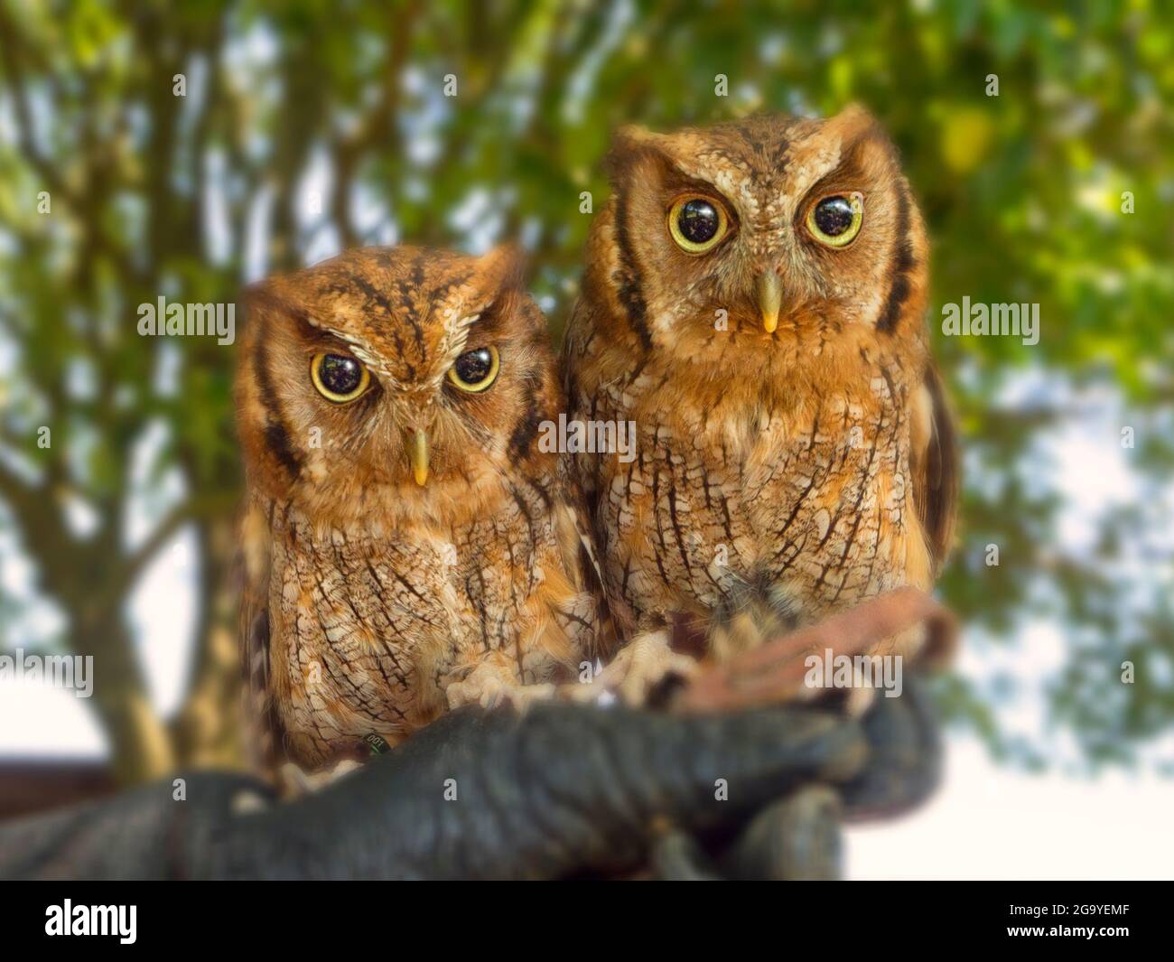 Eulen Von Italien Stockfotos und -bilder Kaufen - Alamy