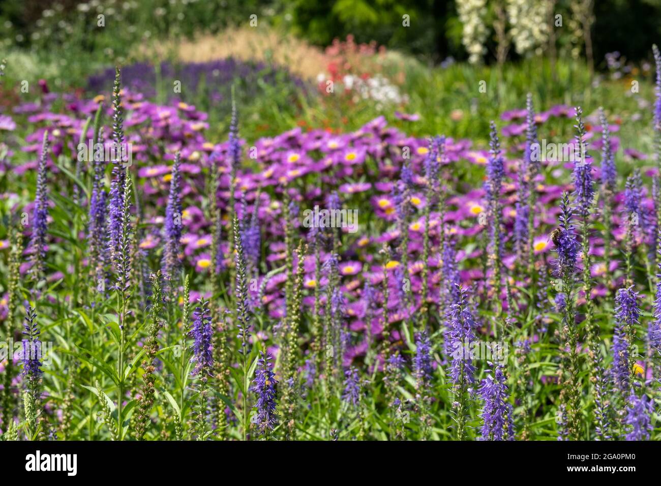 Wanderungen von bunten stauden -Fotos und -Bildmaterial in hoher ...