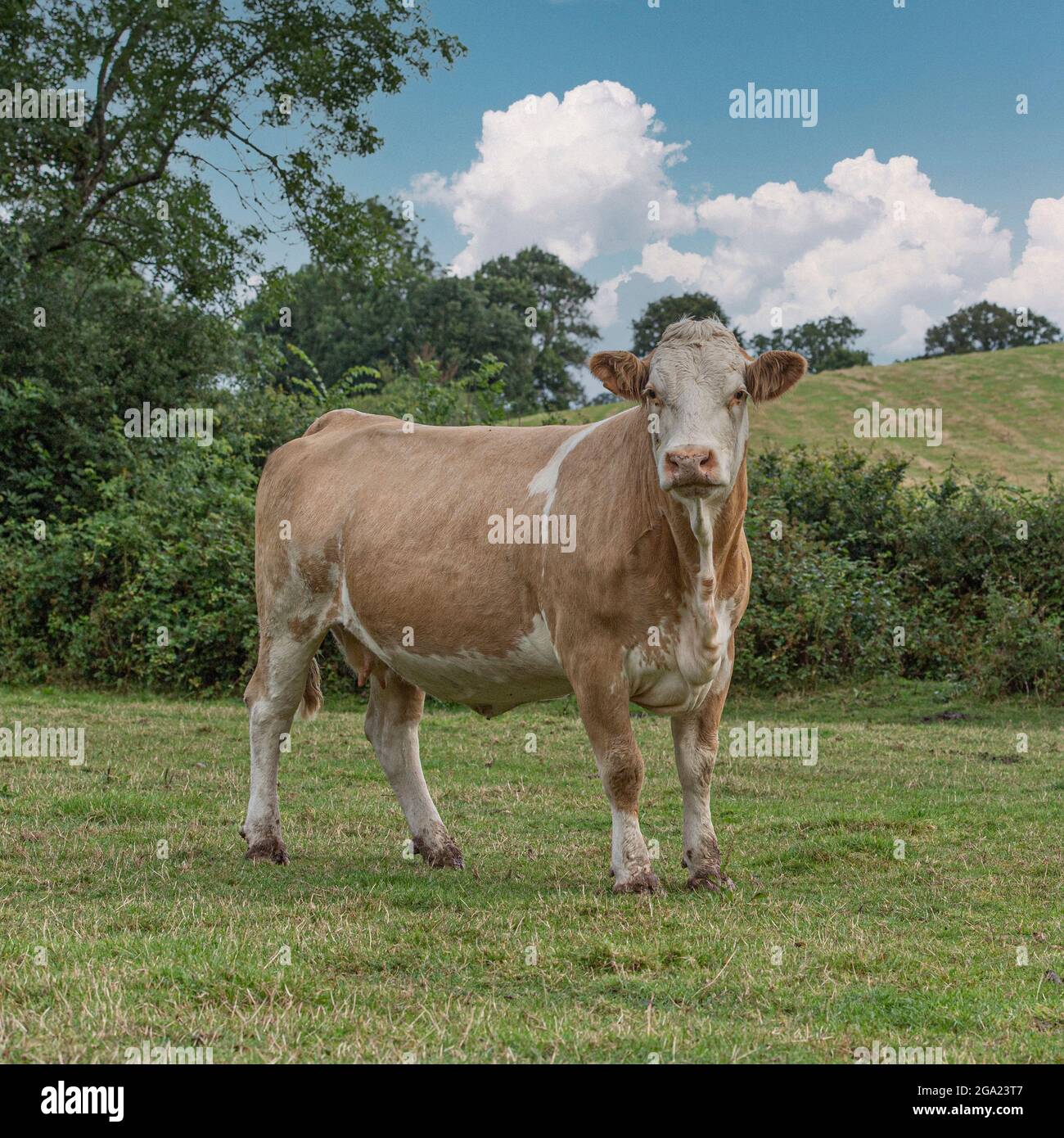 Simmental kuh -Fotos und -Bildmaterial in hoher Auflösung – Alamy