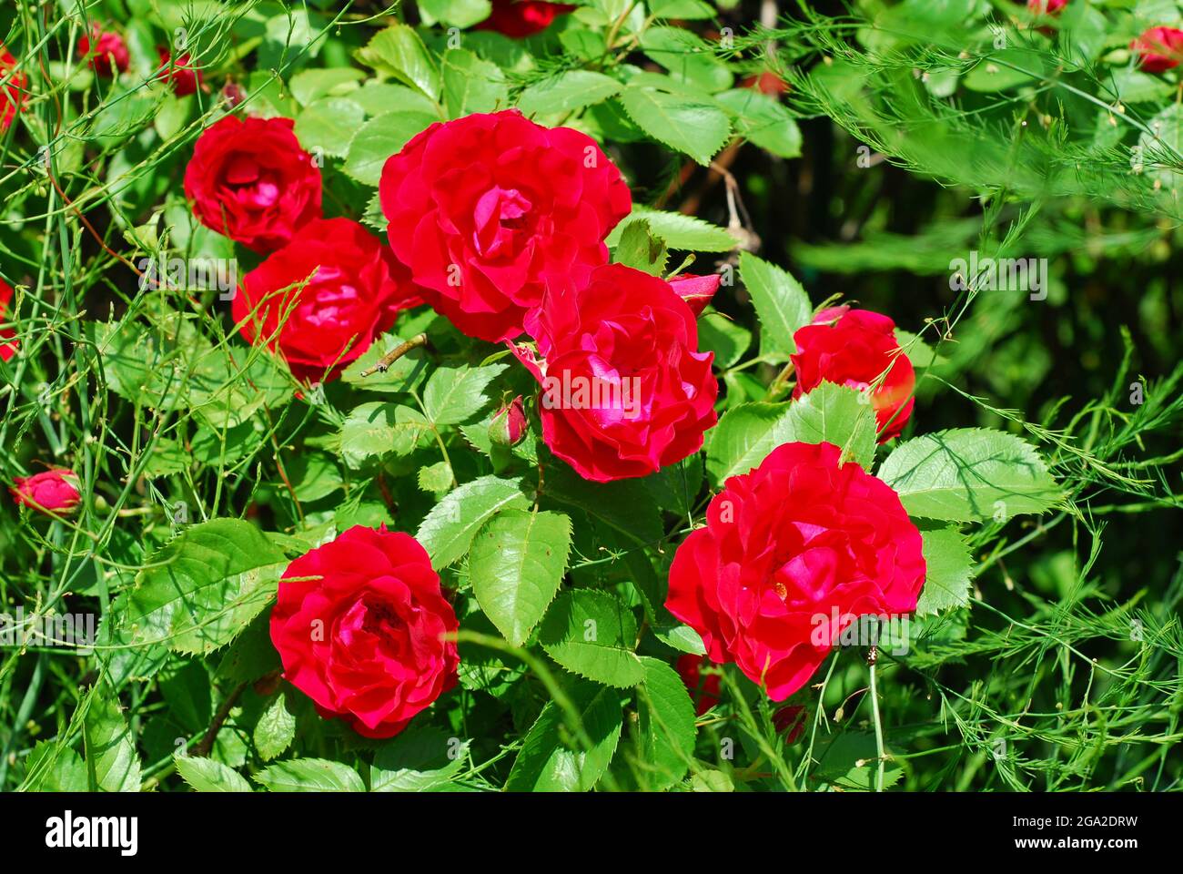 Hibiskusrosen Stockfotos und -bilder Kaufen - Alamy