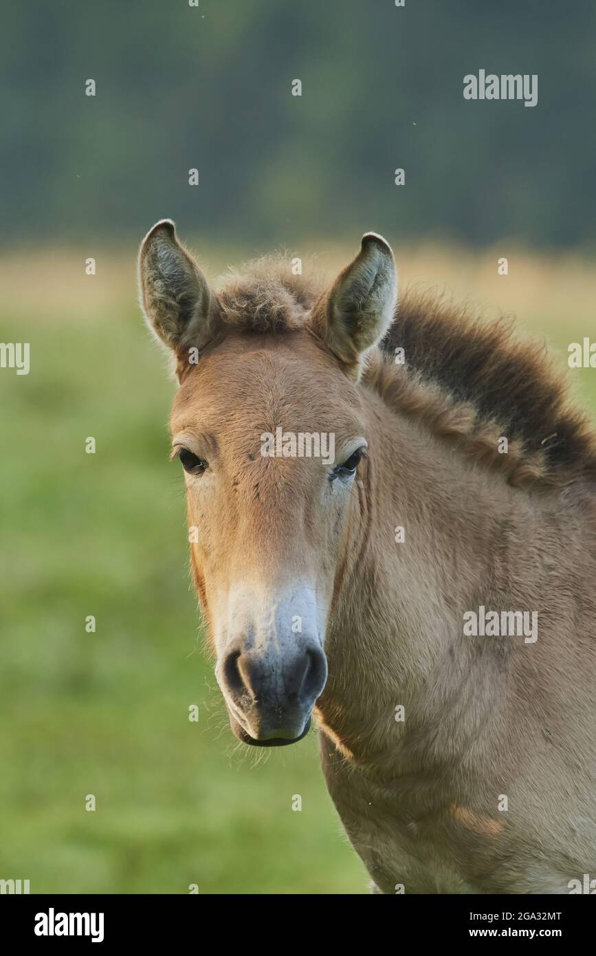 Przewalskis Pferd oder mongolisches Wildpferd (Equus ferus przewalskii ...