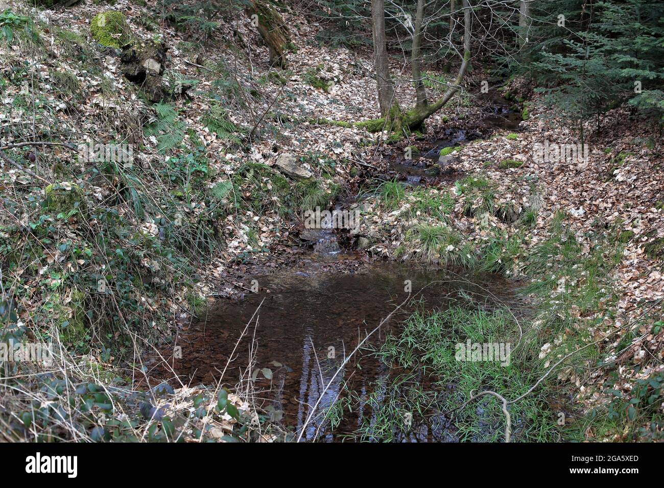 Quelle im wald Stockfotos und -bilder Kaufen - Alamy
