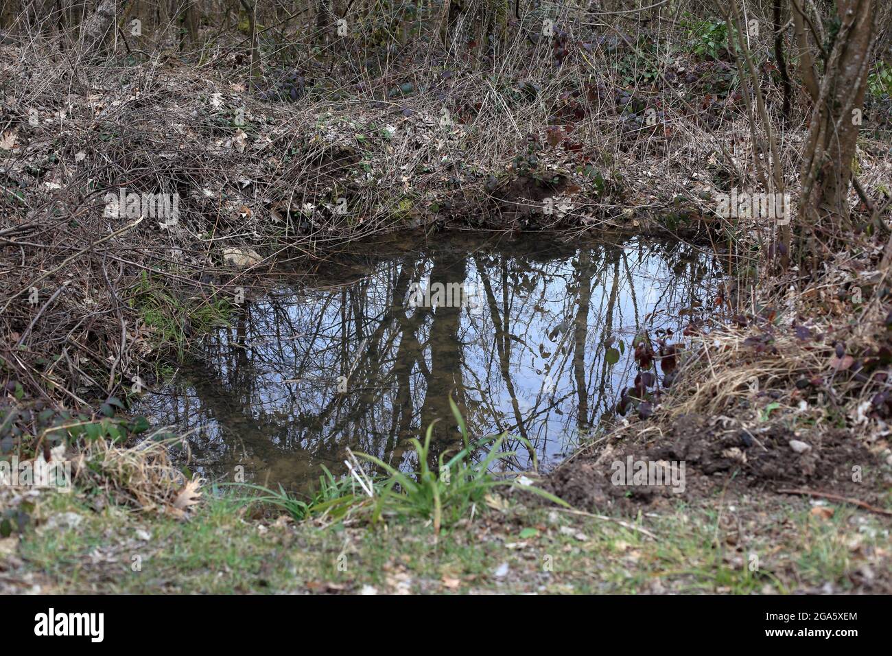 Wasserquelle im Schwarzwald, Quelle Stockfotografie - Alamy