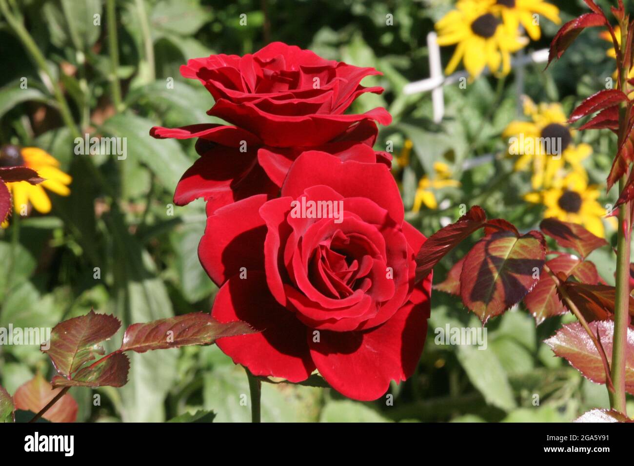 Hibiskusrosen -Fotos und -Bildmaterial in hoher Auflösung – Alamy