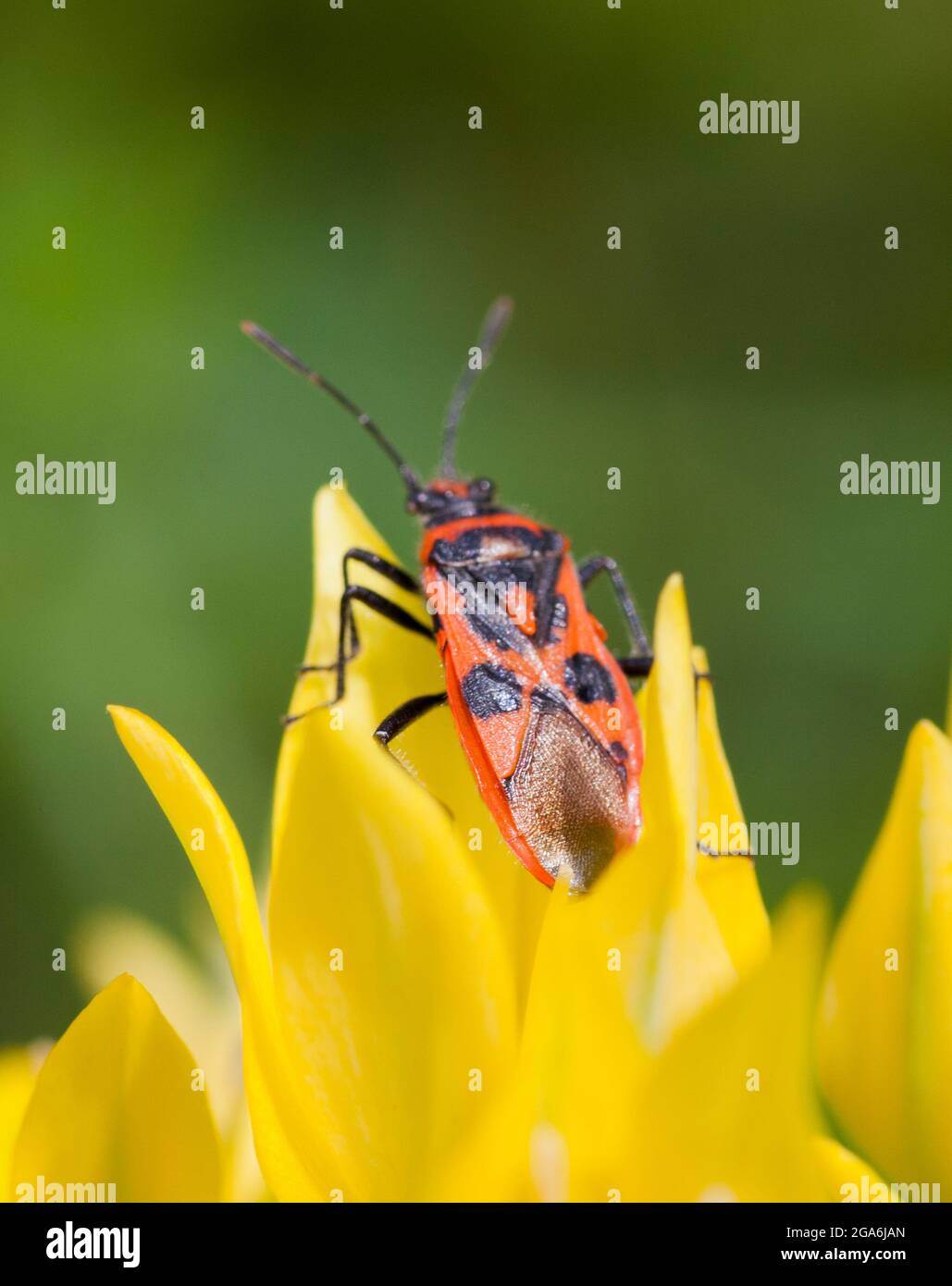 Zimt käfer -Fotos und -Bildmaterial in hoher Auflösung – Alamy