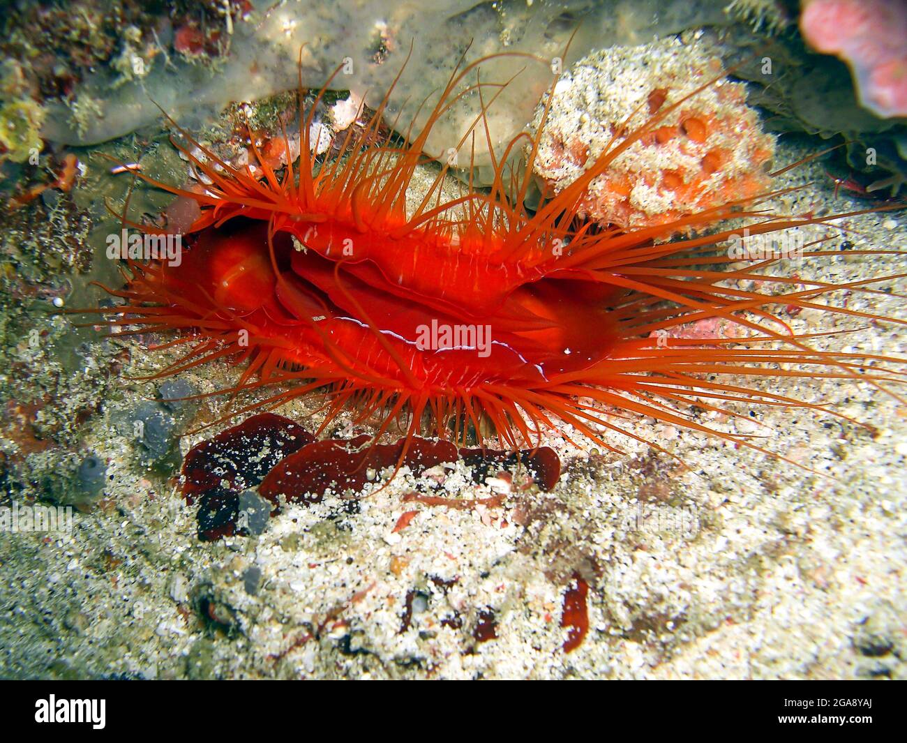 Elektrische muschel ctenoides ales -Fotos und -Bildmaterial in hoher Auflösung – Alamy