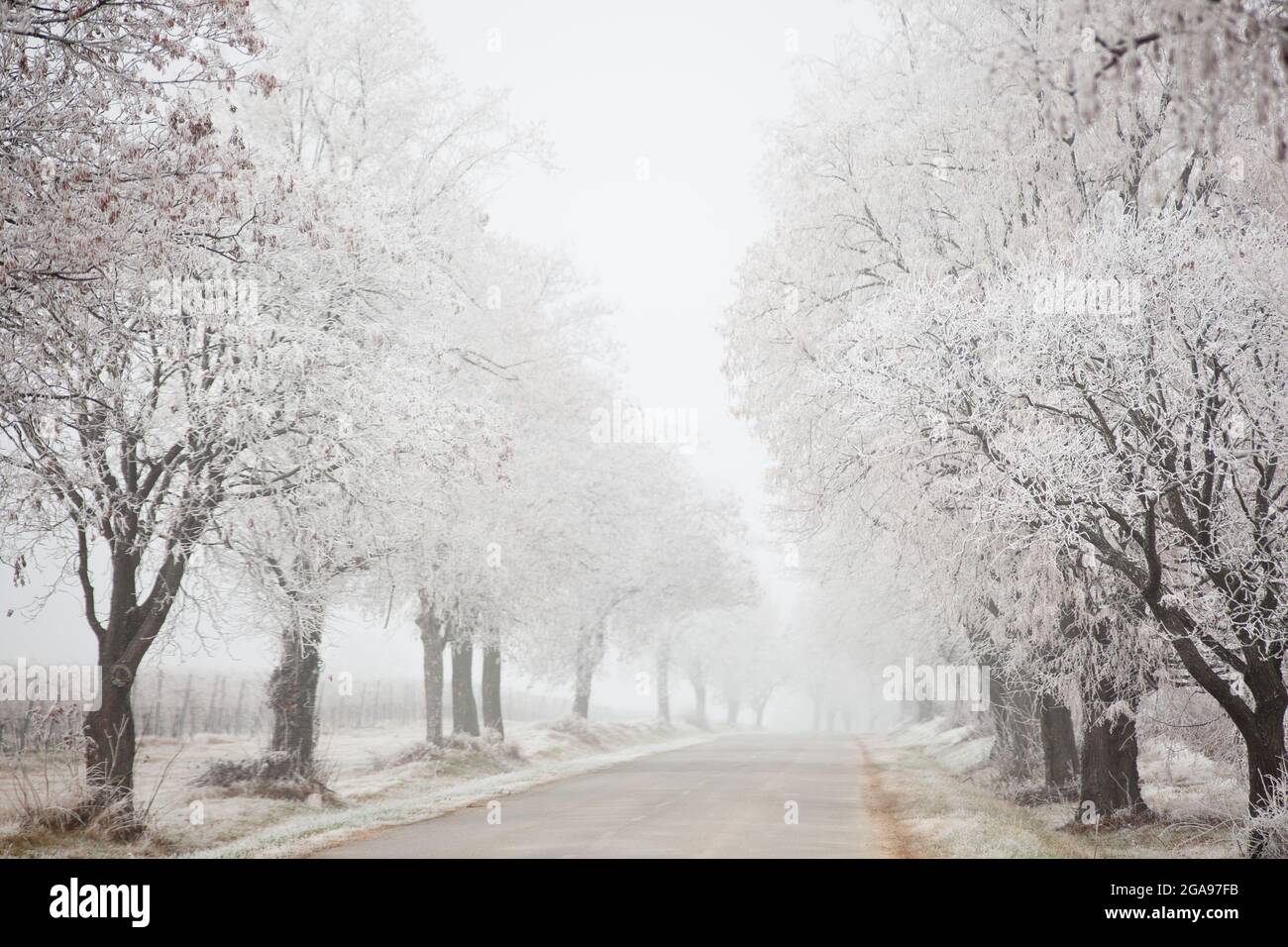 Nebel im Winter. Eine Straße in der Mitte. Gefrorene Bäume und Schnee. Winterlandschaft mit ...