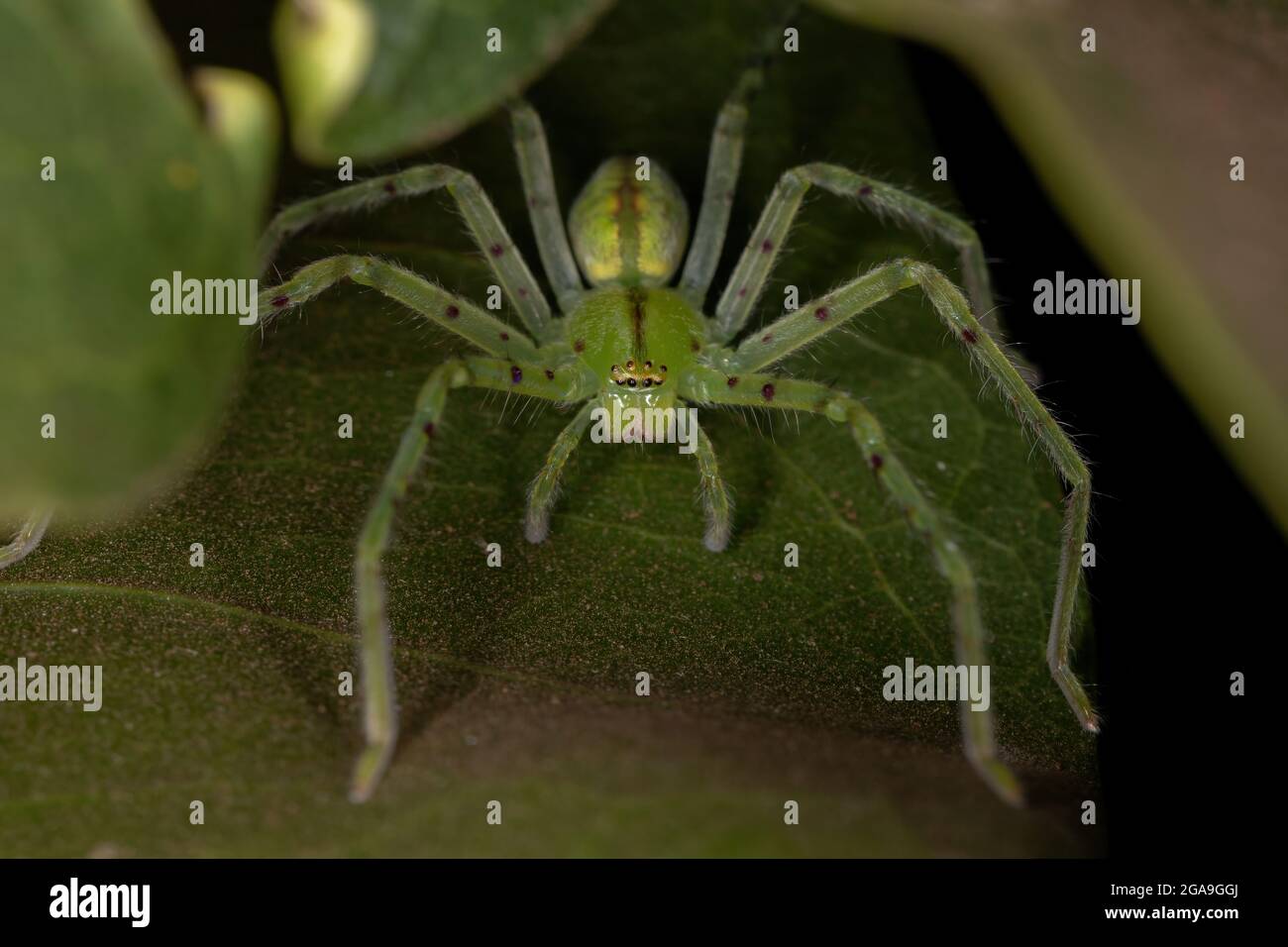 Familie sparassidae -Fotos und -Bildmaterial in hoher Auflösung – Alamy