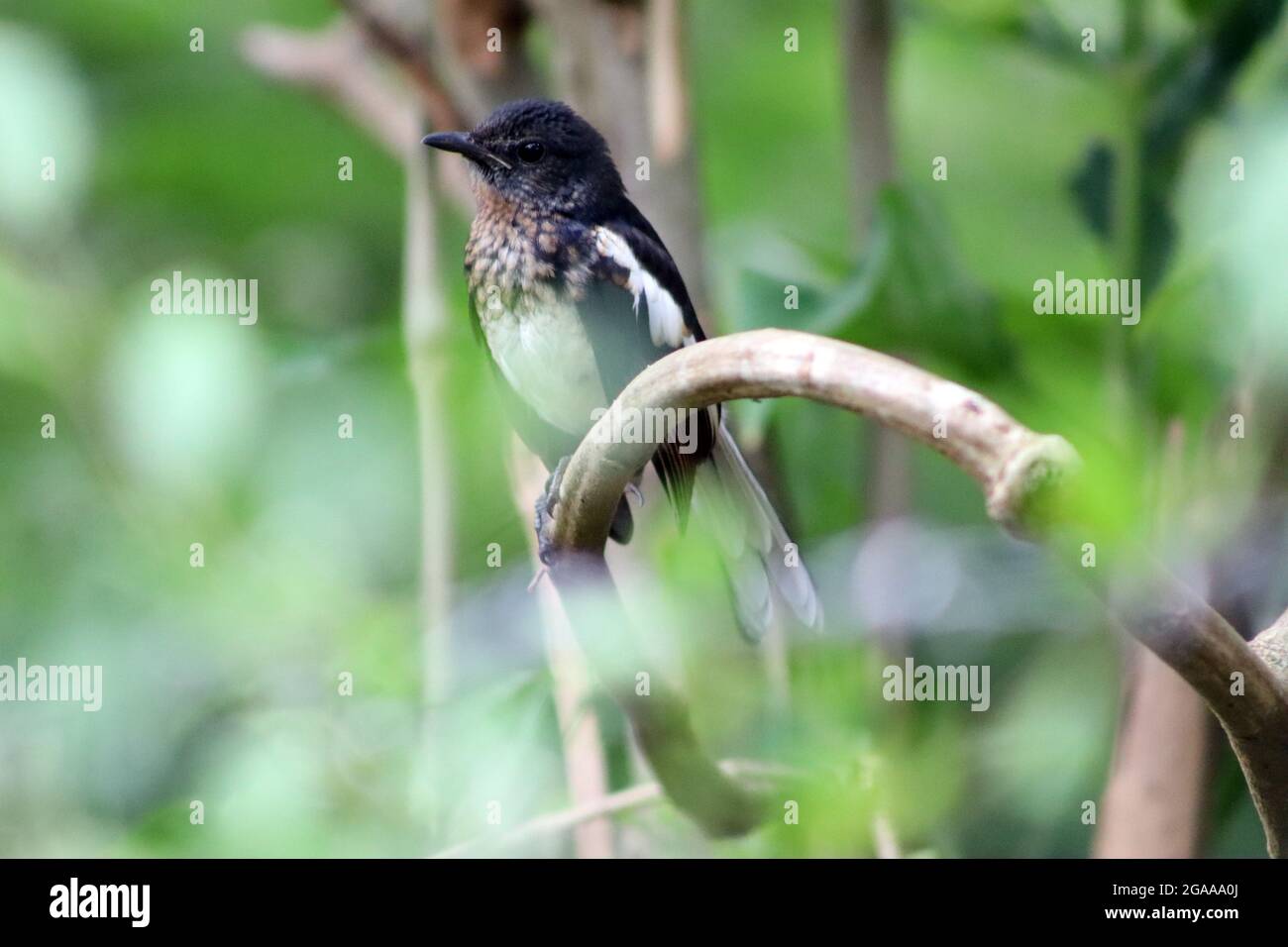 Elster flug nahaufnahme -Fotos und -Bildmaterial in hoher Auflösung – Alamy