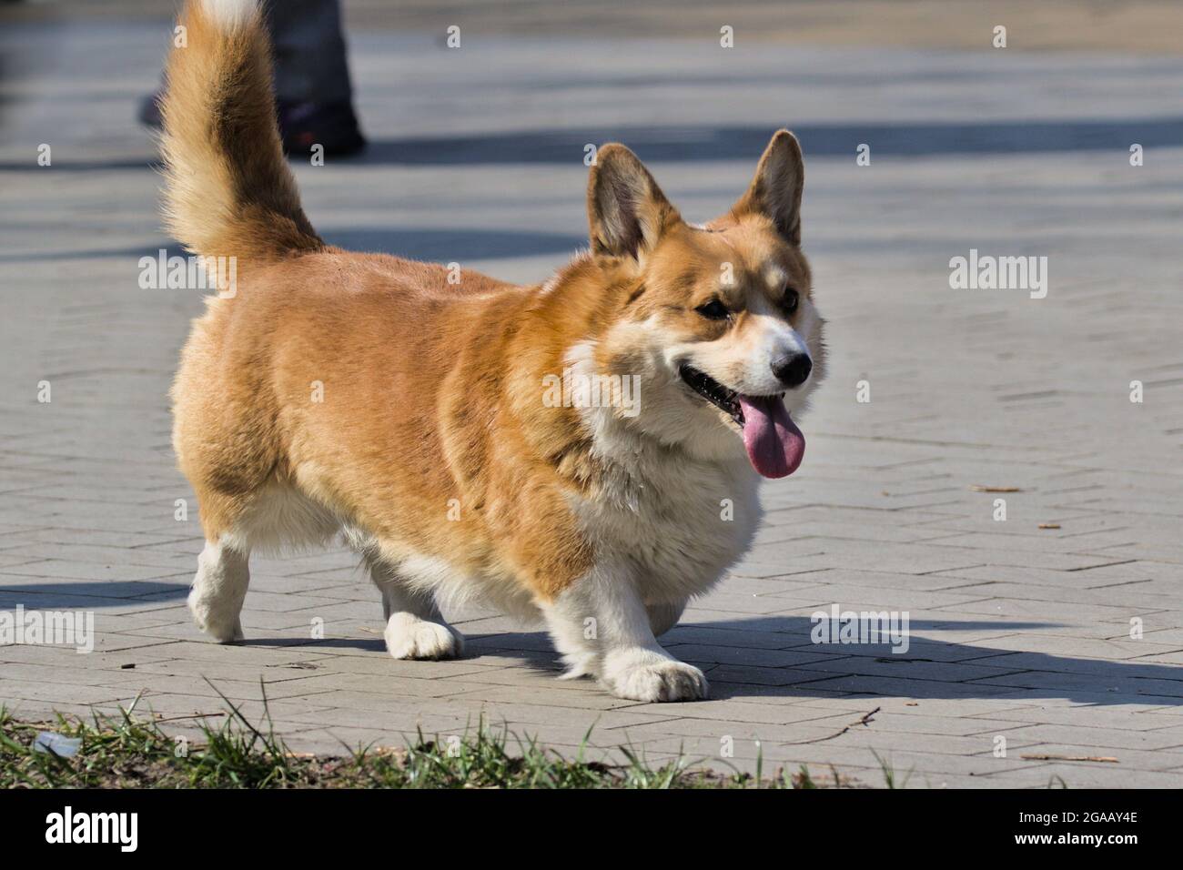 Netter Hund Pembroke Welsh Corgi im Park auf einem Spaziergang. Eine ...