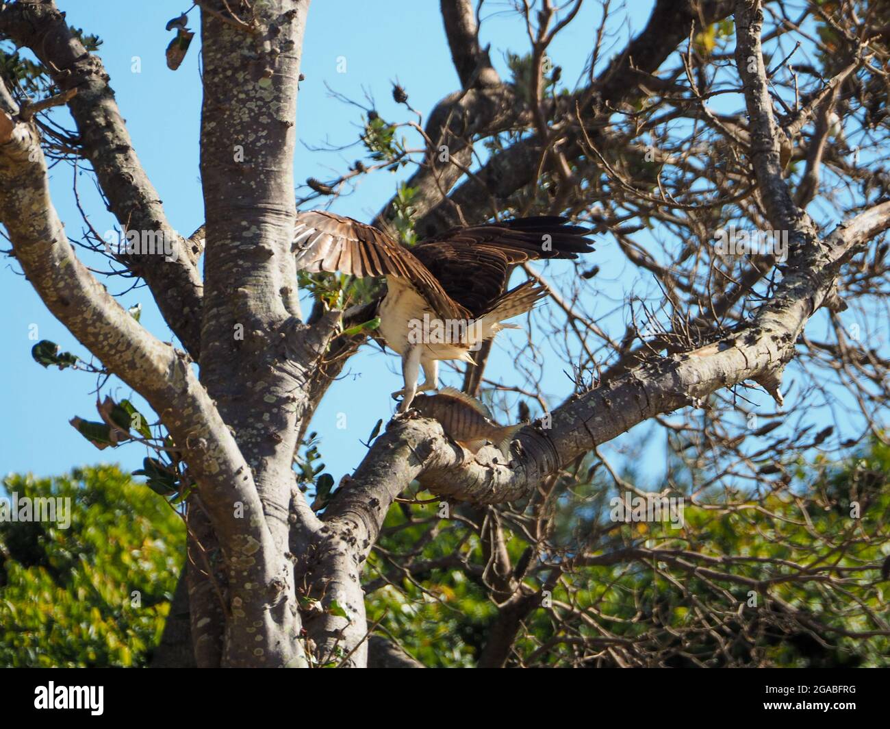 Ein Vogel und eine Beute. Ein Ostadler oder Fish Hawk, in einem Baum am ...
