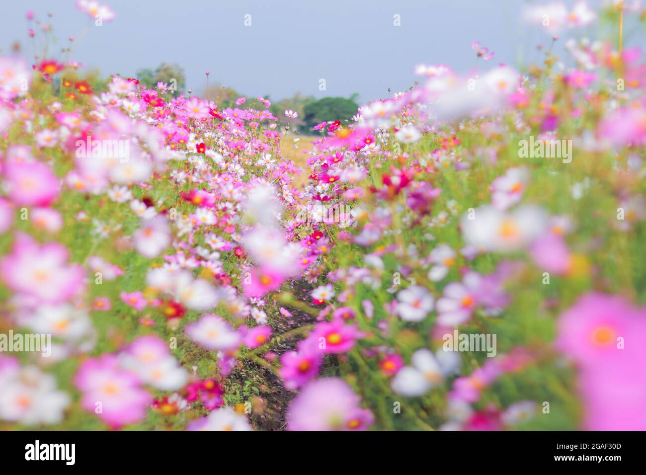 Das farbenfrohe Kosmos-Blumenfeld ist eine beliebte Winterblume, die an touristischen Orten für ...
