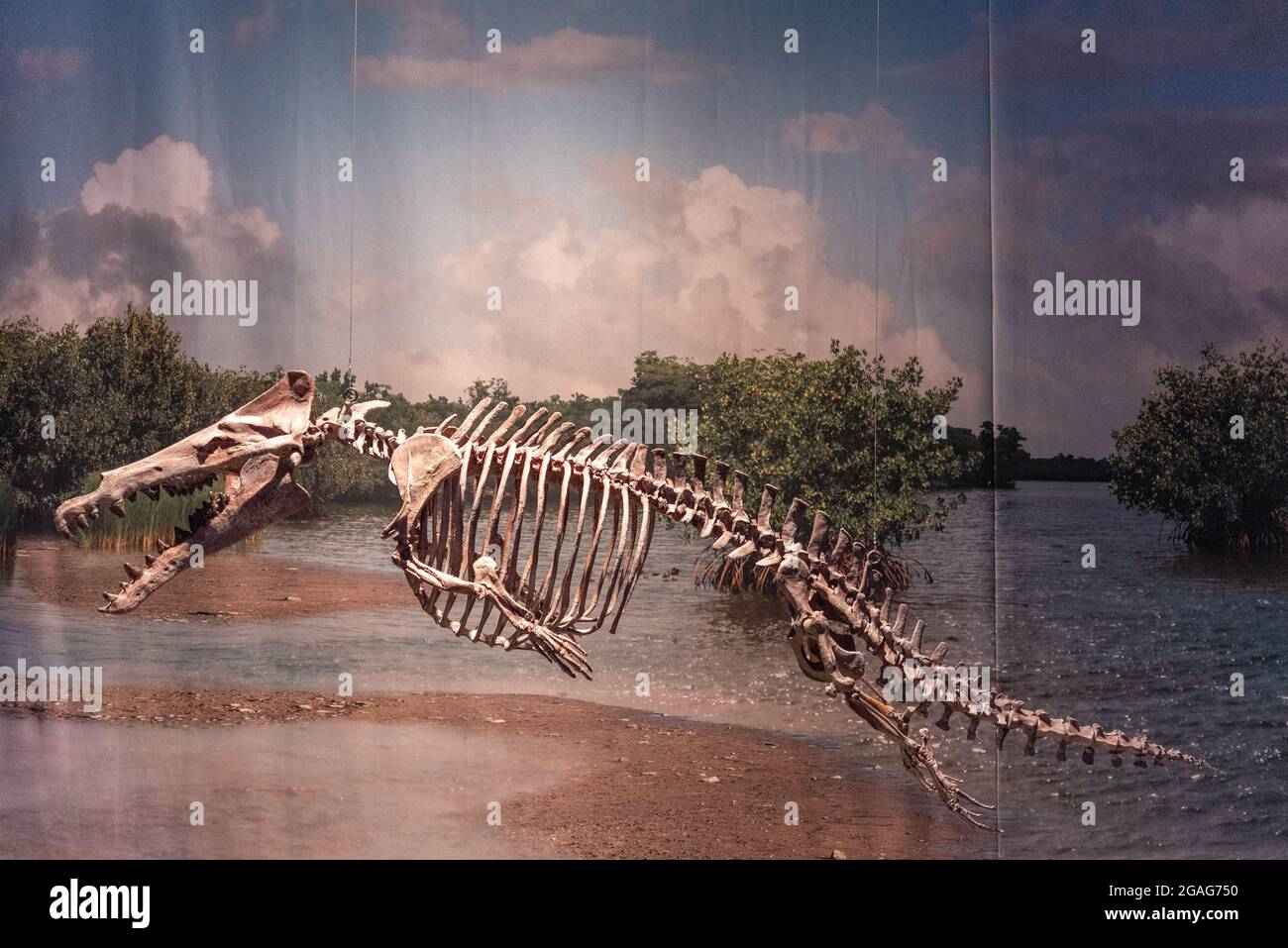 Ein Skelett eines Maiacetus (ein Wal, der an Land und Wasser lebte ...