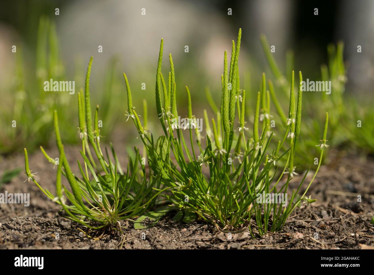 Myosurus minimus -Fotos und -Bildmaterial in hoher Auflösung – Alamy