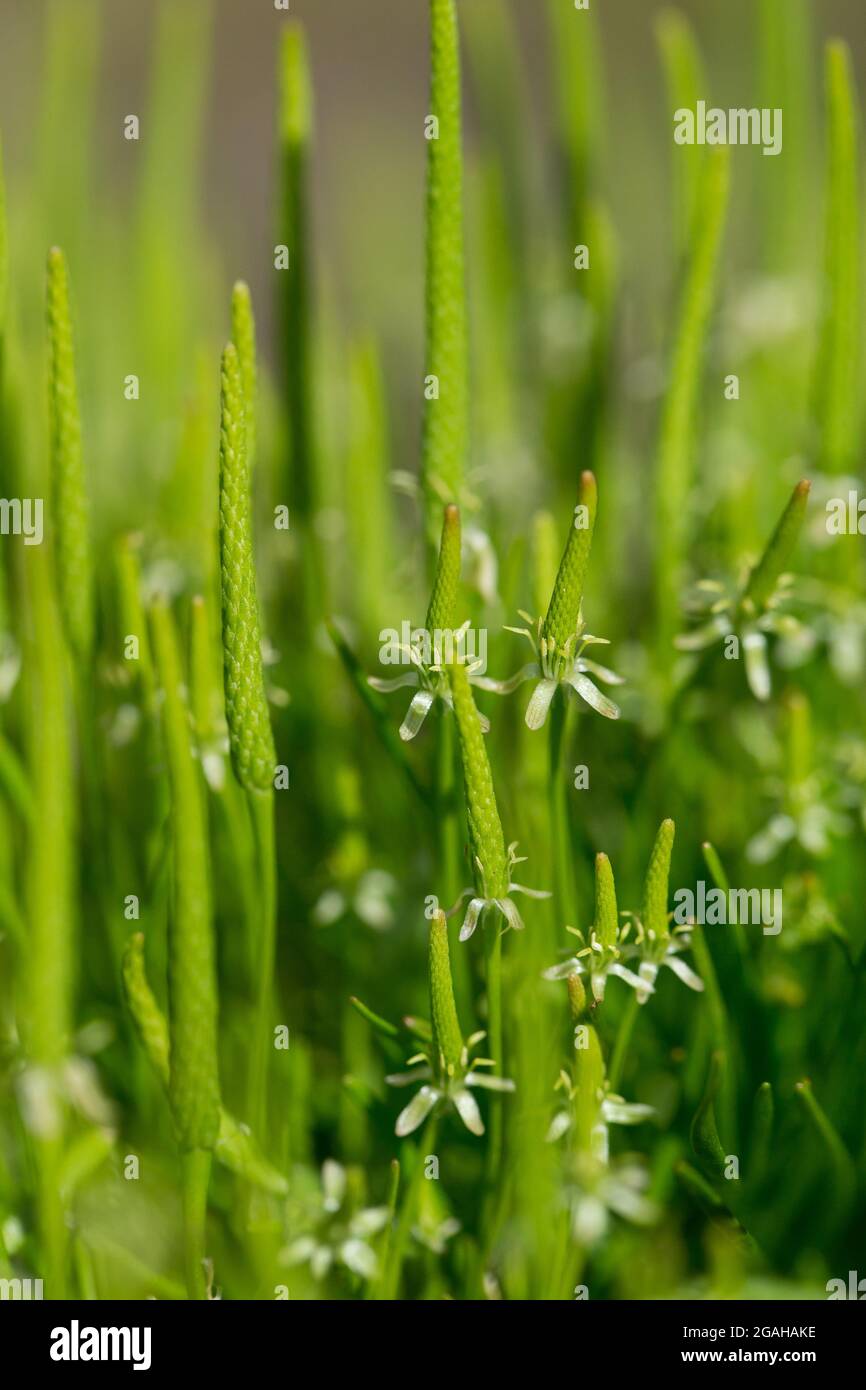 Myosurus minimus -Fotos und -Bildmaterial in hoher Auflösung – Alamy