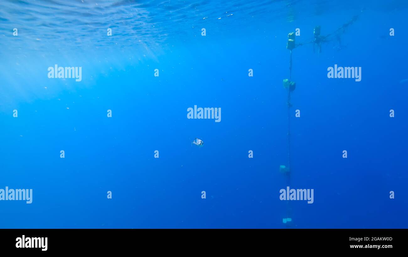 Schwimmende Bunte Fische Von Oben Stockfotos und -bilder Kaufen - Alamy